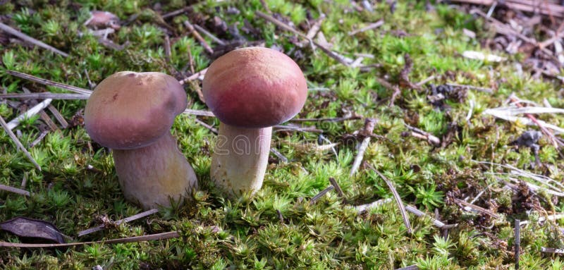 Copy Space Next To Colorful Toadstools Stock Photo - Image of black ...