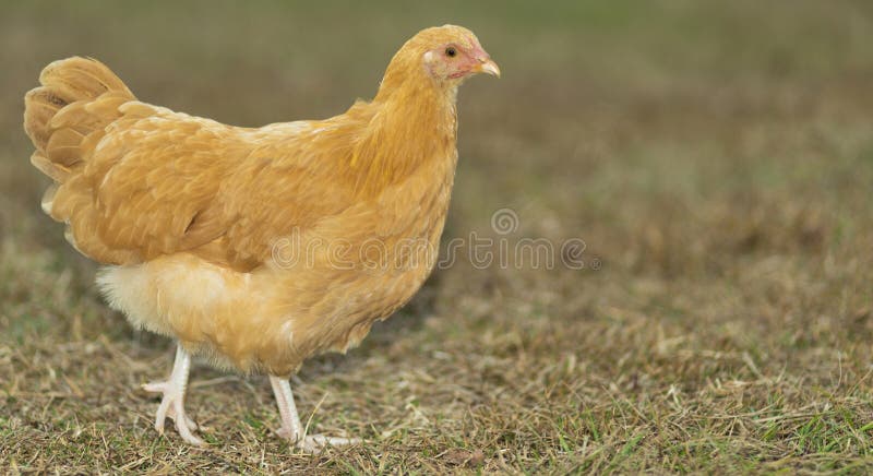 Copy Space Next To a Golden Hen Stock Image - Image of livestock, fowl ...
