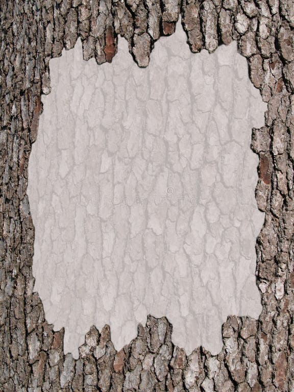 Copy Space with a Tree Bark Border Stock Photo - Image of textured ...