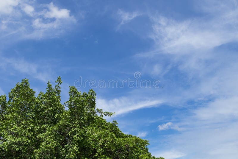 The End of Tree with Copy Space. Stock Image - Image of garden, clouds ...