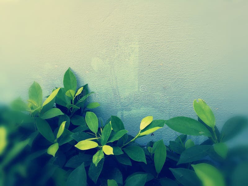 Copy Space on the Wall and Tree Bush. Stock Photo - Image of copy ...