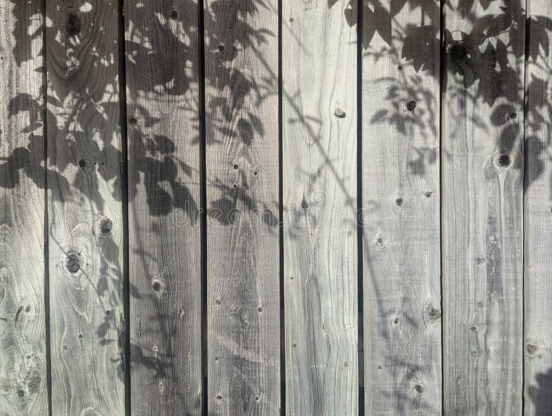 Copyspace with Sunlit Silver-grey Wooden Fence Framed with a Contrast ...