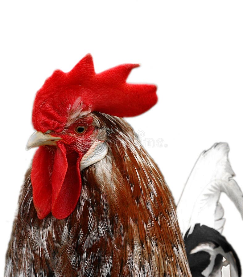 81,455 Photos de Coq - Photos de stock gratuites et libres de droits de ...