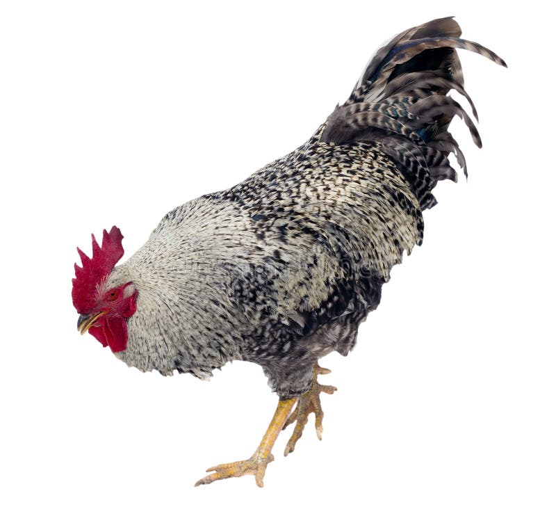 Coq image stock. Image du cockscomb, alarme, motley, poulet - 30799695