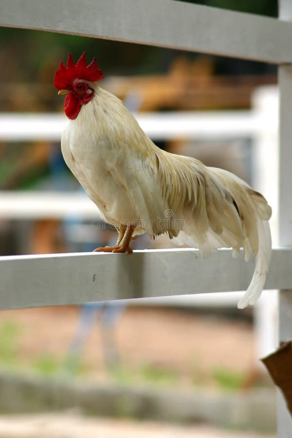 Coq Blanc (coq) Avec La Diffusion D'ailes Photo stock - Image du crête ... Coq Blanc (coq) Avec La Diffusion D'ailes Photo stock - Image du crête ...