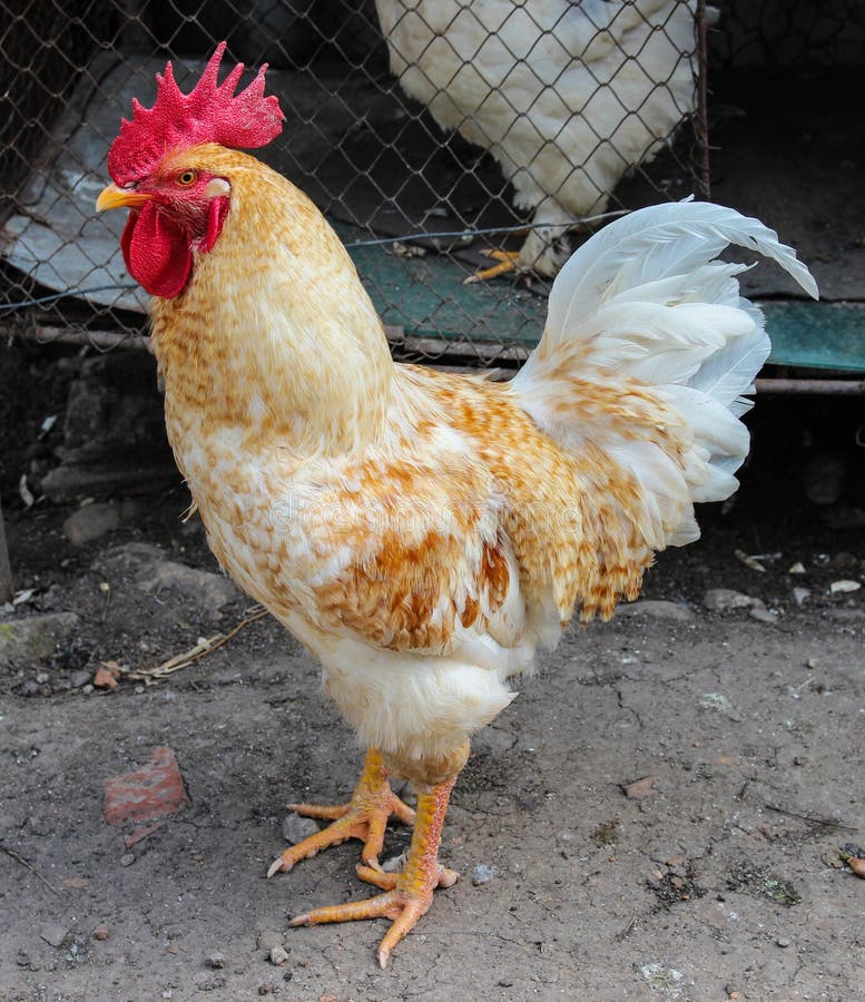 Coq photo stock. Image du cockerel, motley, crête, isolement - 30125360