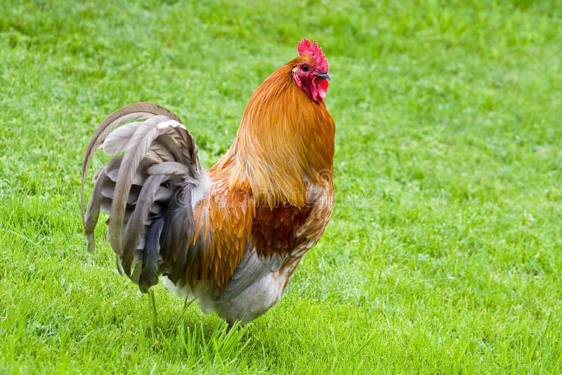 Coq - roi de la basse-cour photo stock. Image du cour - 73564220