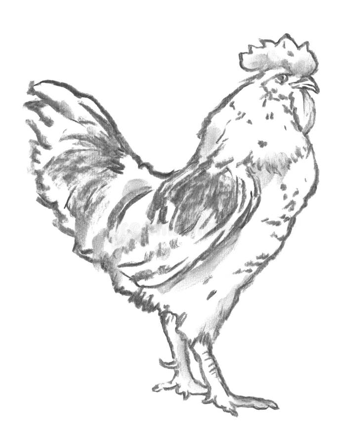 Coq illustration stock. Illustration du noir, illustration - 63415590