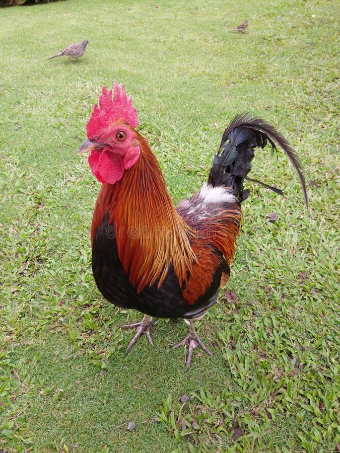 Oeil de coq photo stock. Image du oeil, rouge, peigne - 58429092