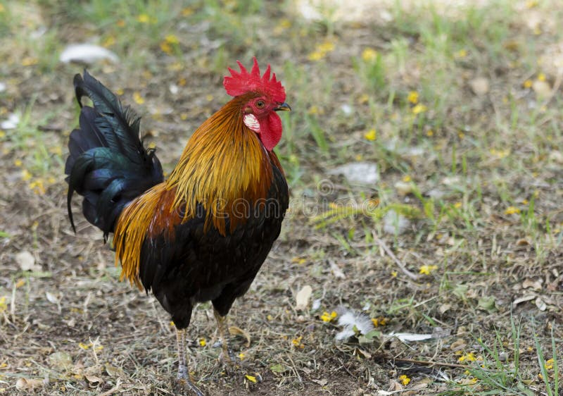 Coq rouge photo stock. Image du viande, rouge, oiseau - 5786724