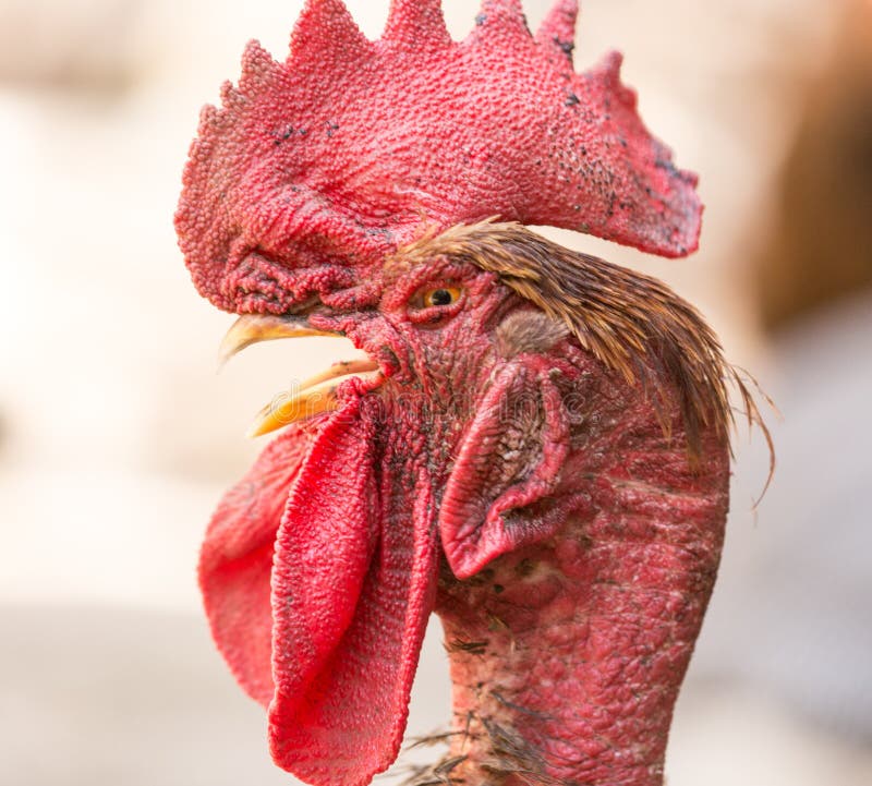 Coq Avec Un Cou Nu à La Ferme Photo stock - Image du viande, nature ...