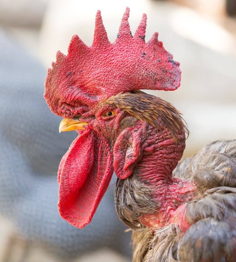 Coq Avec Un Cou Nu à La Ferme Photo stock - Image du viande, nature ...