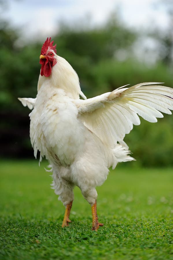 Coq Blanc (coq) Avec La Diffusion D'ailes Photo stock - Image du crête ... Coq Blanc (coq) Avec La Diffusion D'ailes Photo stock - Image du crête ...