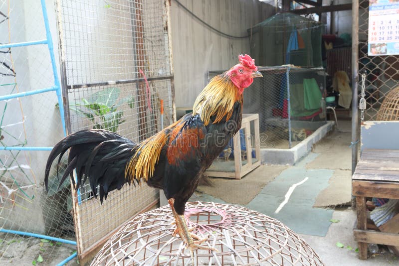 Deux Coqs De Combat Tout En Combattant Photo stock - Image du peigne ...