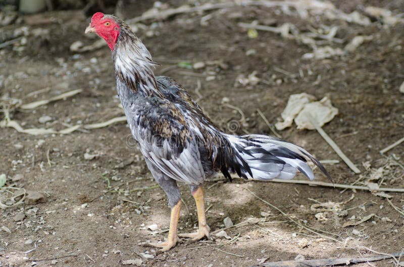 Coq de combat thaïlandais image stock. Image du herbe - 43592883