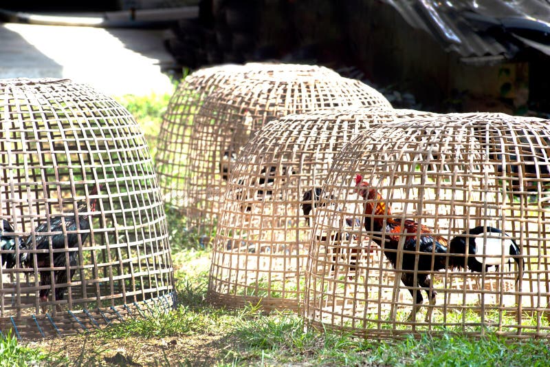 Le Coq De Combat Pour Le Coq De Combat Est Type De Coq Et De Volaille ...