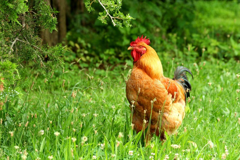 Rhode Island Red Rooster image stock. Image du herbe - 61940785