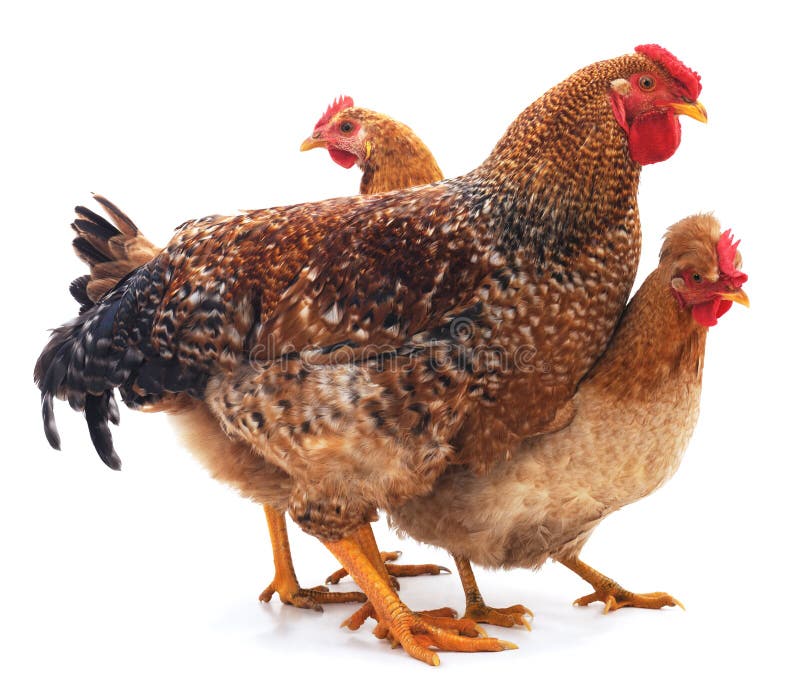 Poules rouges photo stock. Image du arrière, cour, outdoors - 31309872