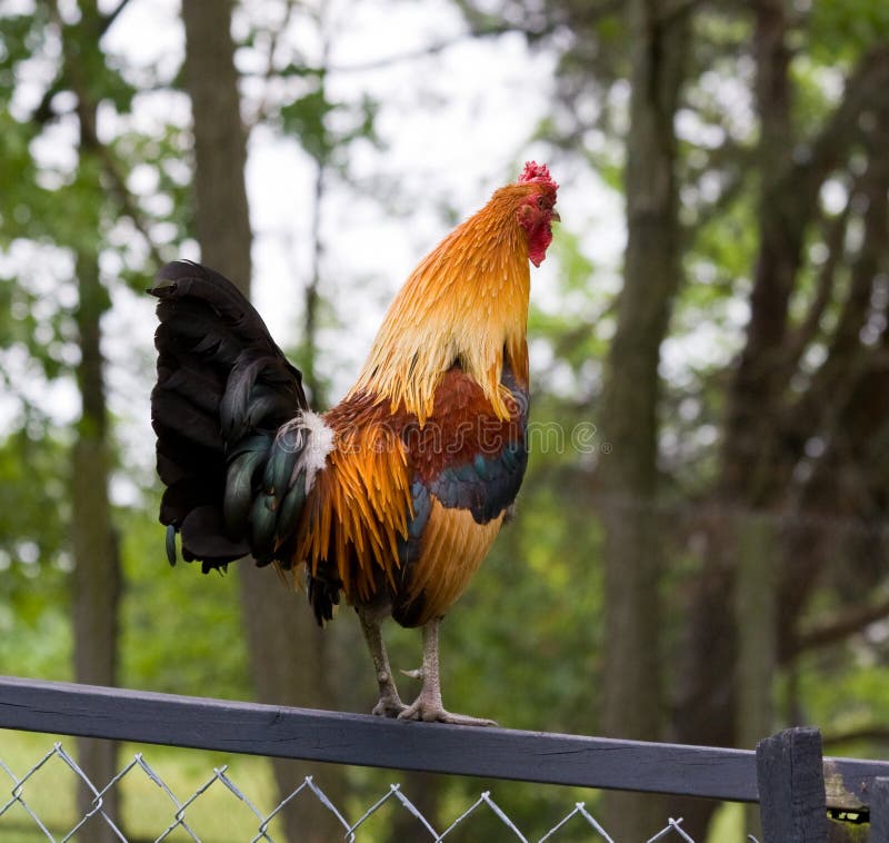 66,473 Coq Photos libres de droits et gratuites de Dreamstime - Page 2