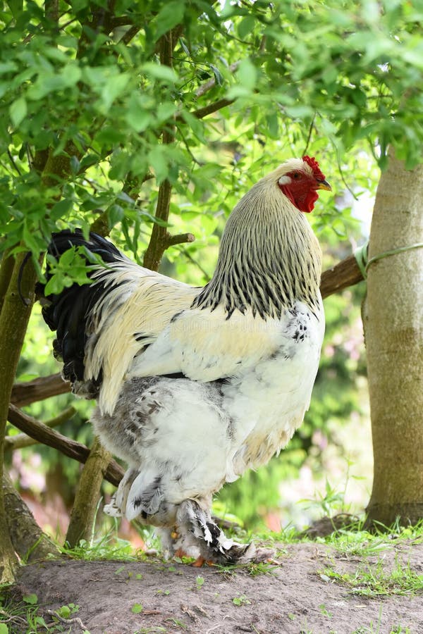 Coq fier de Brahma photo stock. Image du buisson, masculin - 92170538