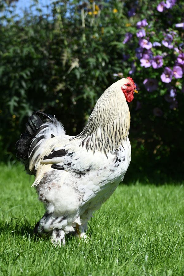 Coq fier se tenant grand photo stock. Image du cour, plumage - 33194140