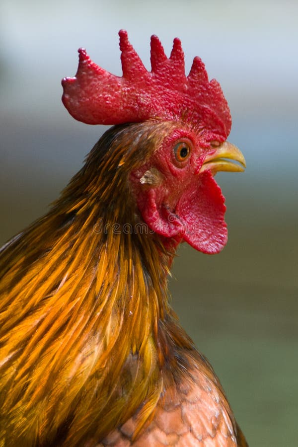 Coq fort et grand photo stock. Image du poulet, zone - 43922362