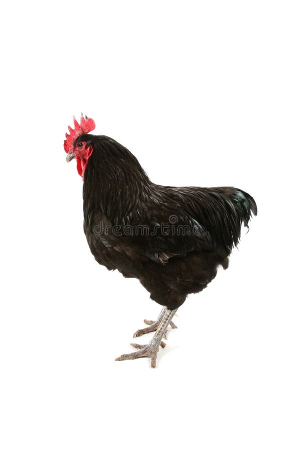 Coq géant du Jersey photo stock. Image du affermage, poulet - 8888040