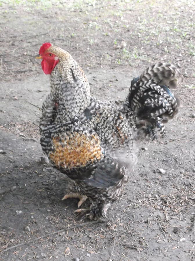 Coq gris image stock. Image du griffe, personne, gris - 22676205