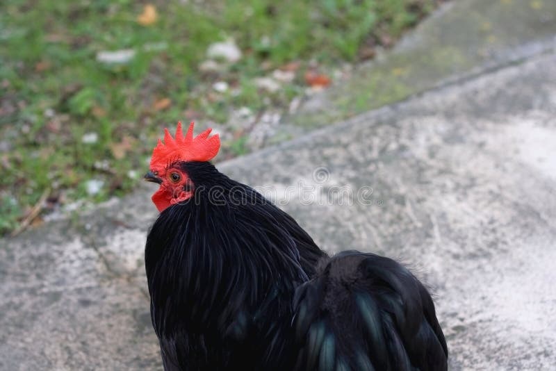 Coq Petit Noir Photos Stock - Téléchargez 547 Photos libres de droits