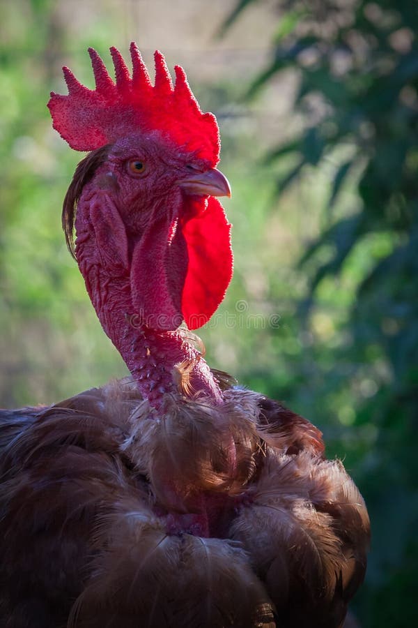 Coq Nu De Cou Avec La Crête D'éclairage Image stock - Image of peigne ...