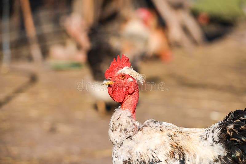 Coq Nu De Cou De Plan Rapproché Sur La Basse Cour Image stock - Image ...