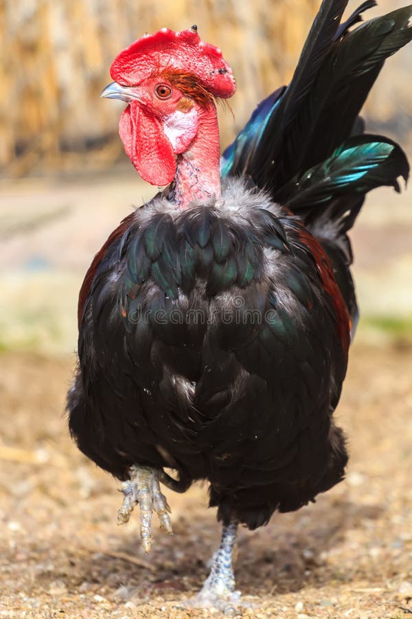 Coq Nu De Cou Ou De Turken De Transylvanian Photo stock - Image du ...