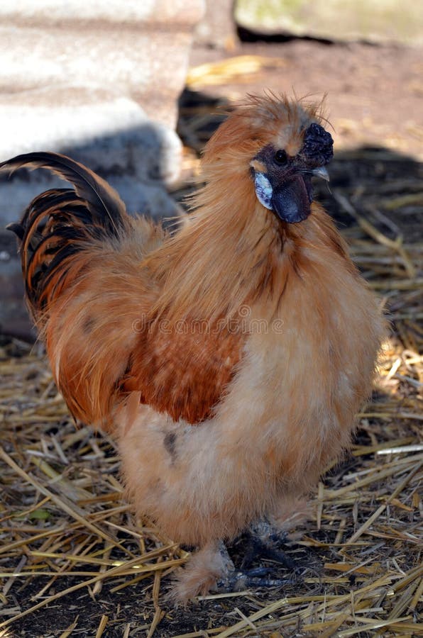 Coq petit soyeux photo stock. Image du arrière, soyeux - 25516562