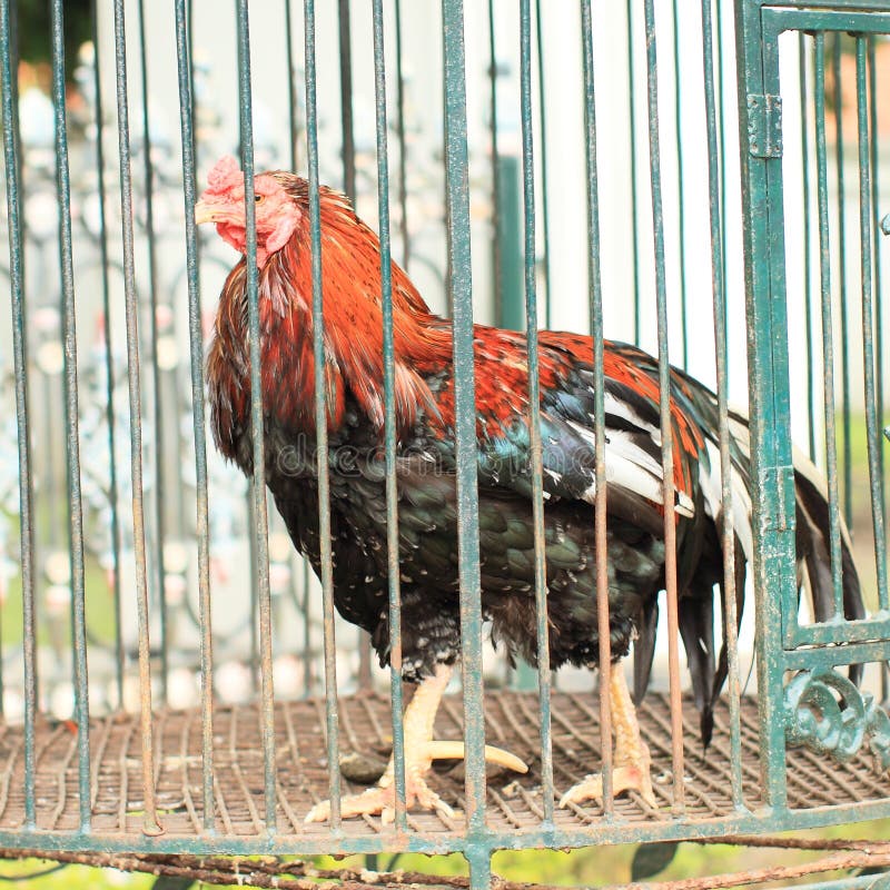 Coq Pour Des Combats De Coqs Image stock - Image du volaille ...