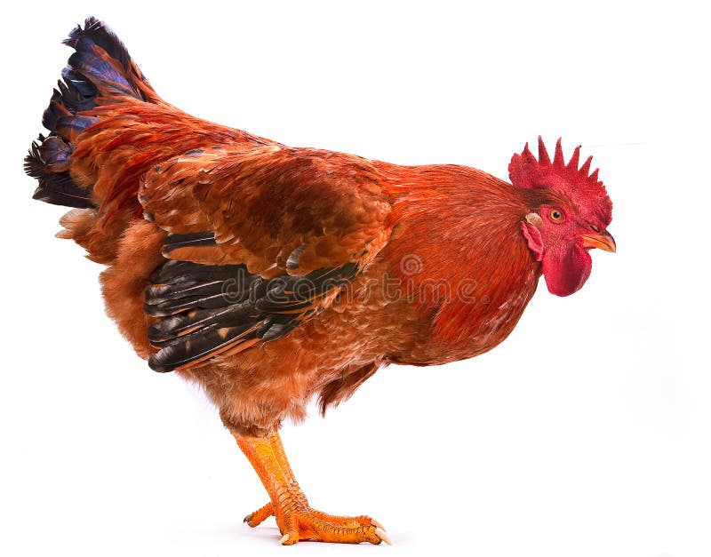 Coq rouge image stock. Image du personne, griffe, cockerel - 26296203