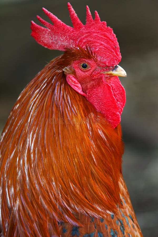 Coq Rouge Photos Stock - Téléchargez 21,600 Photos libres de droits