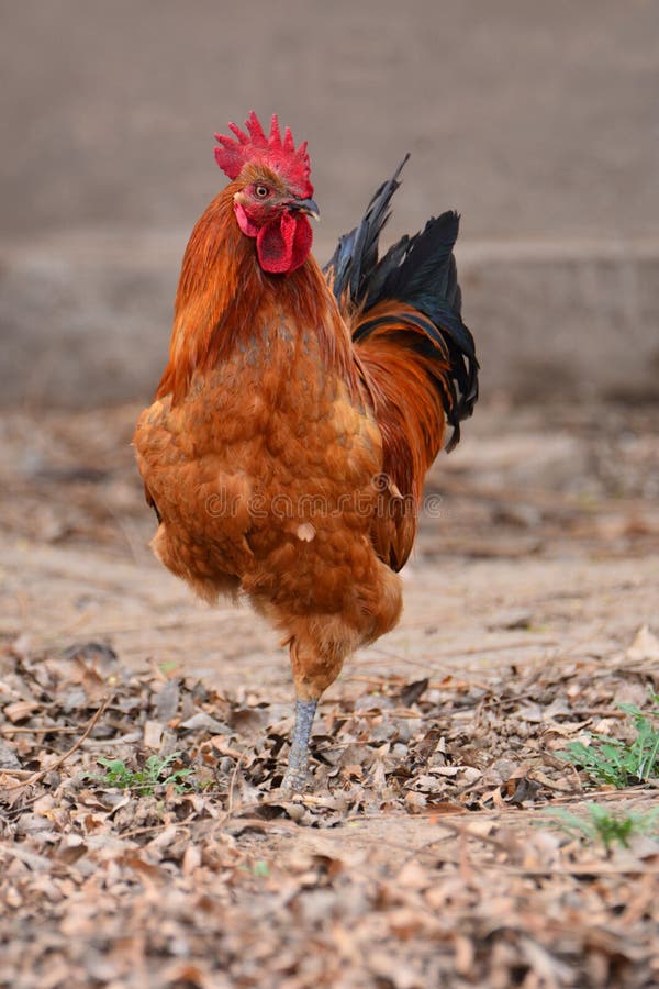 Coq rouge image stock. Image du très, couleur, magnifique - 90398211