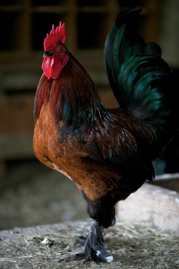 Coq Rouge De Production De Côté Image stock - Image du cockerel, vert ...
