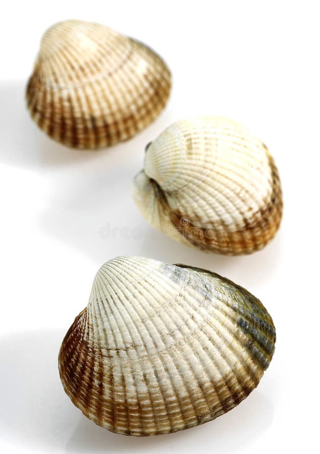 COQUE cerastoderma edule stock photo. Image of seafood - 173365766