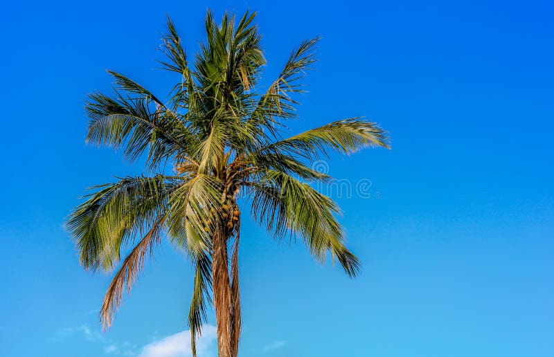 Coqueiro blue aky stock image. Image of bela, acquitted - 145412851