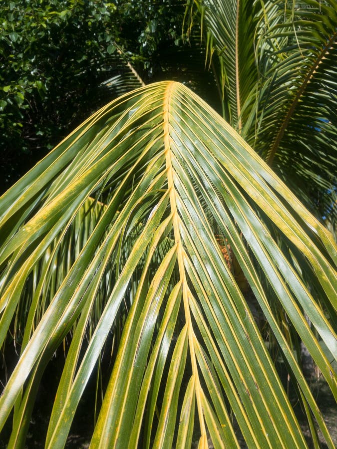 Coqueiro Cocos Nucifera Planta E Suas Folhas Verticais Foto de Stock ...