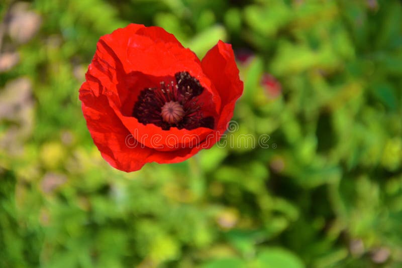Coquelicot stock image. Image of green, color, beautiful - 95842421