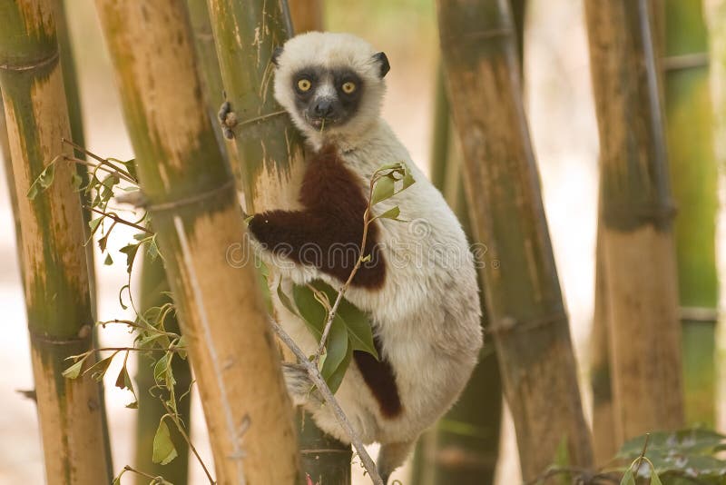 Coquerel s Sifaka stock photo. Image of vulnerable, wild - 5345758