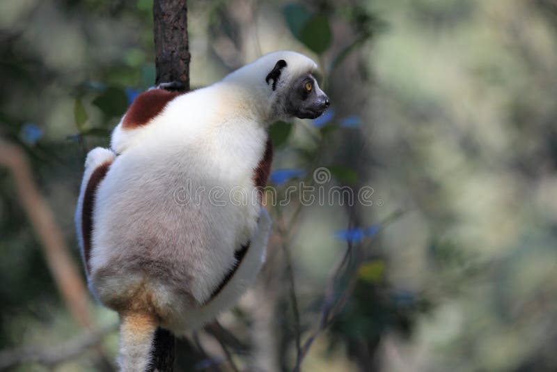 Coquerel sifaka stock photo. Image of mammal, nature - 48648872