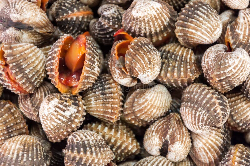 Coques d'eau de mer image stock. Image du shell, recette - 35442915