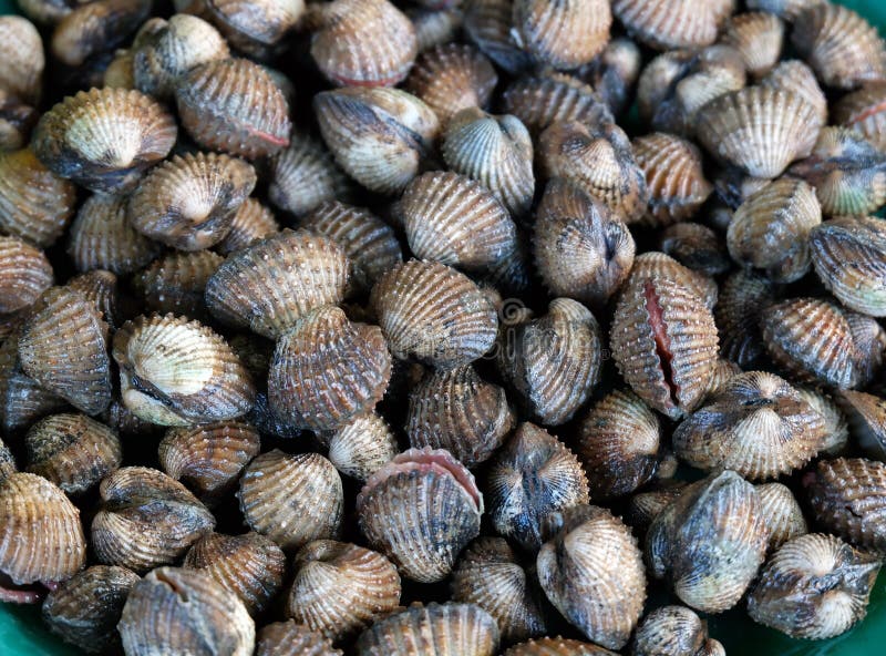 Coques d'eau de mer image stock. Image du grillé, bivalve - 35442915
