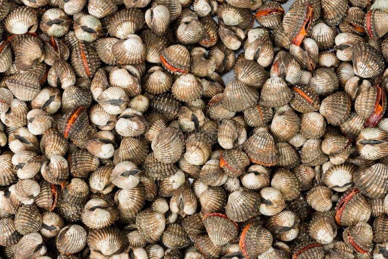 Coques d'eau de mer image stock. Image du grillé, bivalve - 35442915