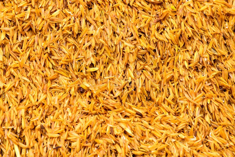 Riz cru image stock. Image du fond, paddy, graines, coques - 5350917