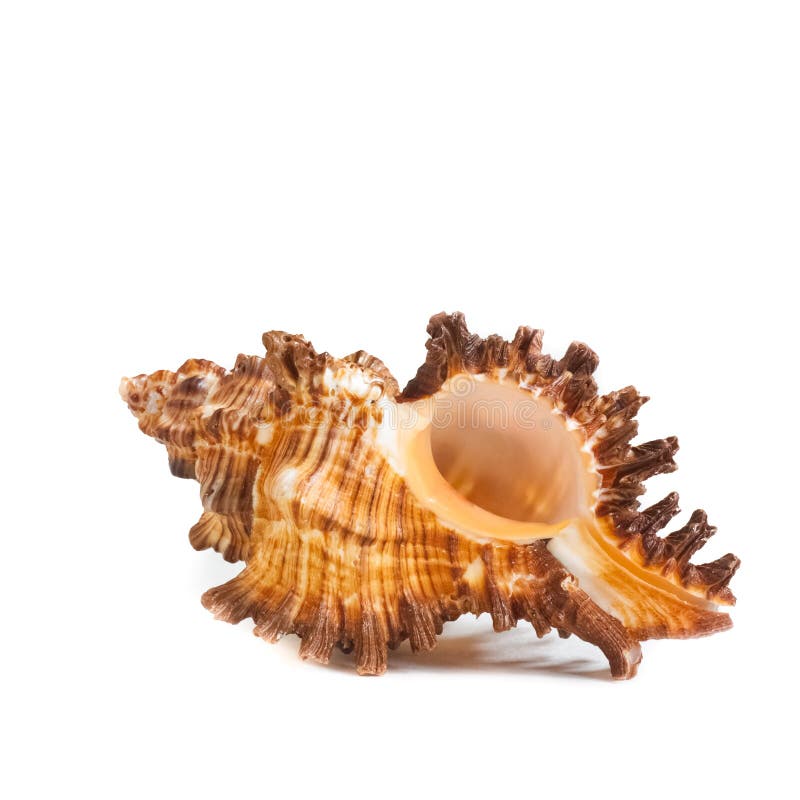 Coquille de coque de mer image stock. Image du reine - 10440197
