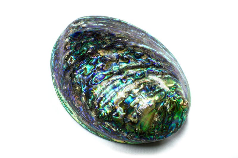 Coquillage De Haliotis D'ormeau De Perle Image stock - Image du sain ...